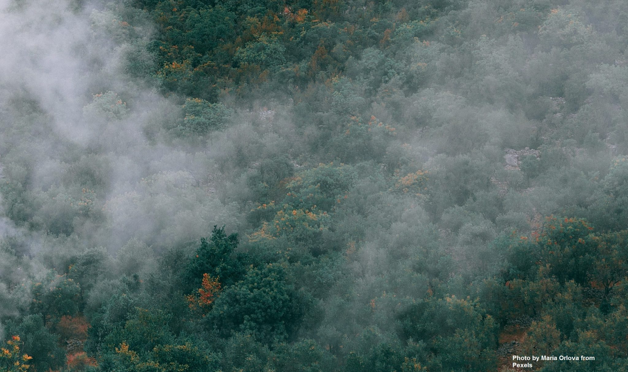 Forest disturbance puts World’s ecosystems at the edge of havoc,thinktank